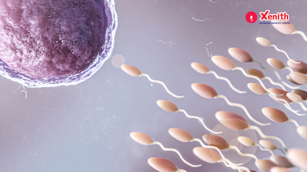 How Important Is Sperm Quality During IVF Treatment