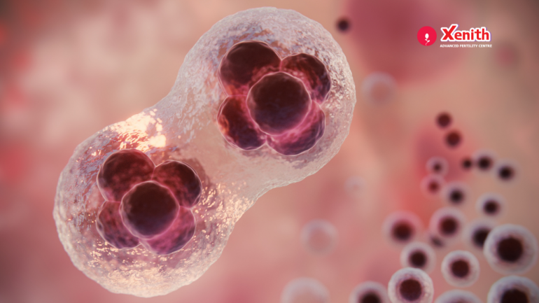 Poor Egg Quality: Causes, Symptoms & IVF Treatment Options